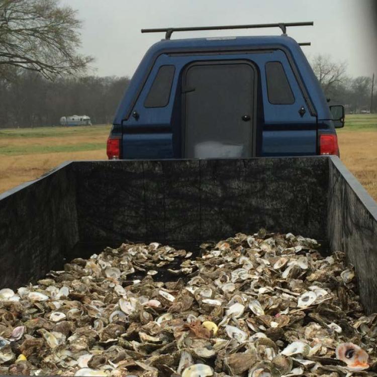 Shell Bank Improving Oyster Reef Restoration Through Oyster Shell ...